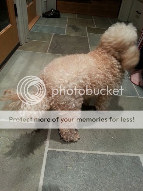 Cording - getting started | Poodle Forum