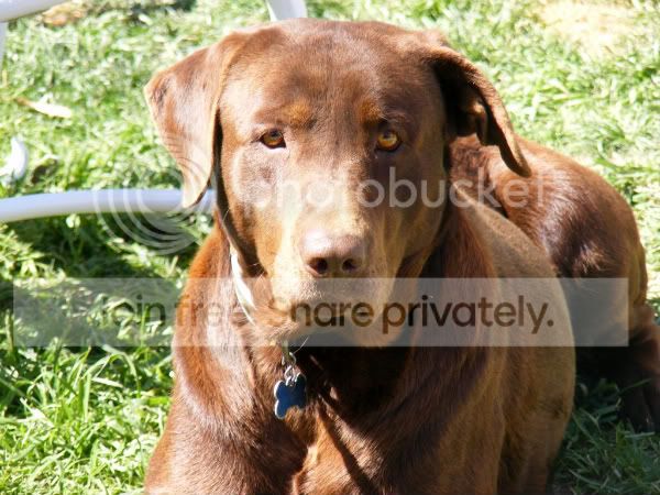My lab has a strangely folded ear?? | RetrieverTraining.Net - the RTF