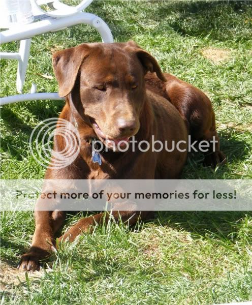 My lab has a strangely folded ear?? | RetrieverTraining.Net - the RTF