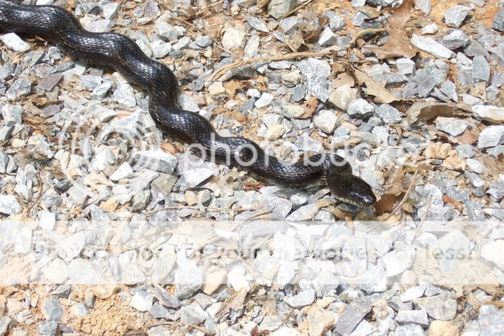 Southern DS Loop ADV Style | Adventure Rider