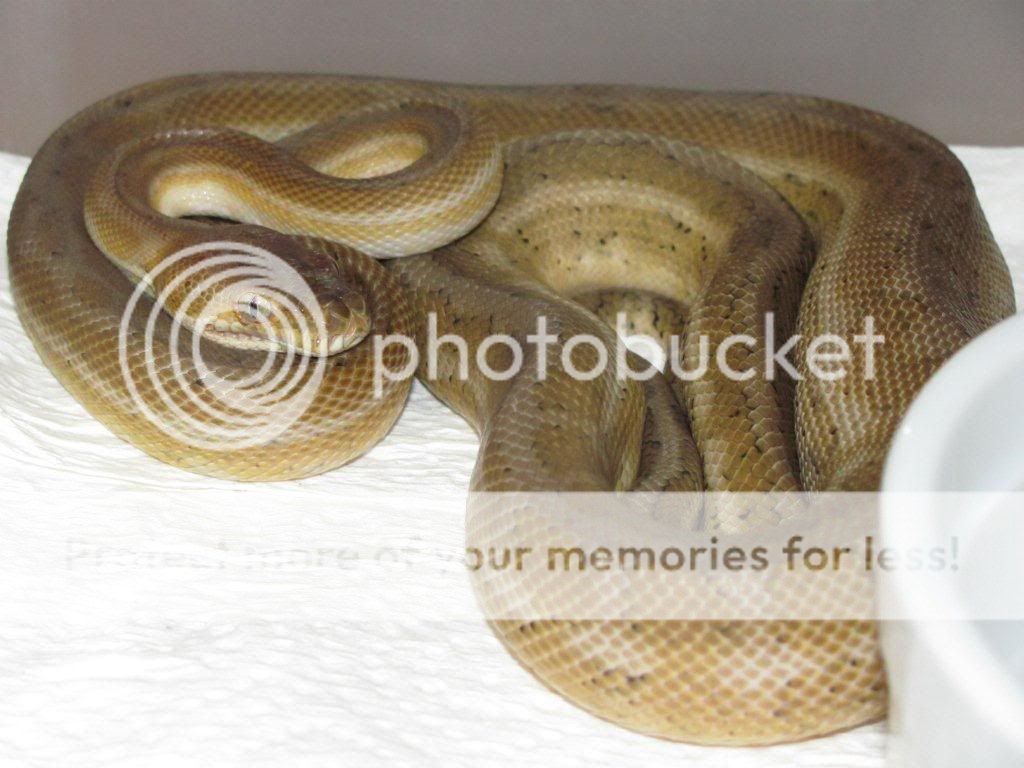 Jungle/Coastal Carpet pythons | Aussie Pythons & Snakes Forum
